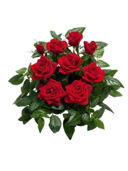 Kastanjan sydän - Ruusut - Upea punainen ruusukimppu